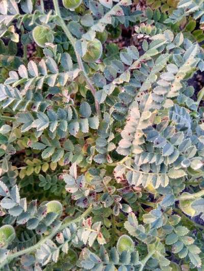 Thuppu tegalu nivarana telupagalaru | సంఘం | ప్లాంటిక్స్