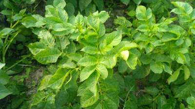 Why the leaves is shrinking? | Community | Plantix