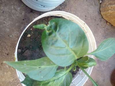 Goodday all, could these little creatures be the cause of my capsicum ...