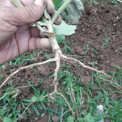 What wrong with this root of Ridge gourd crop ? | Community | Plantix