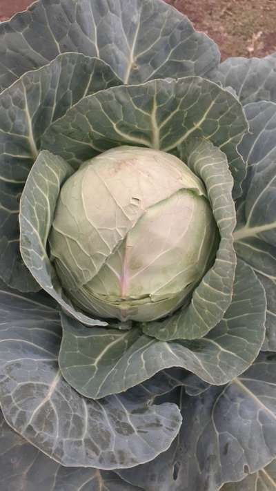 Why is crack cabbage? | Community | Plantix