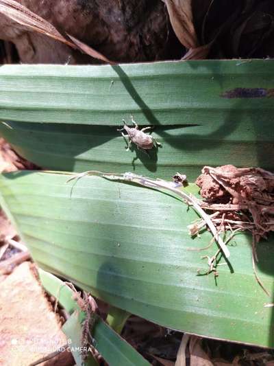 Is this insect rhizome weevil or pseudostem weevil | Community | Plantix