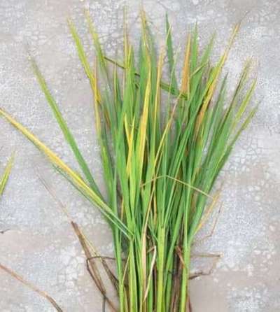 My rice field is affected by yellowing of leaves. Roots aree good. No ...