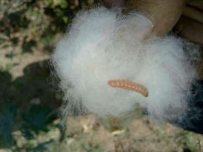 Need to know about the insects which can harm cotton | Community | Plantix