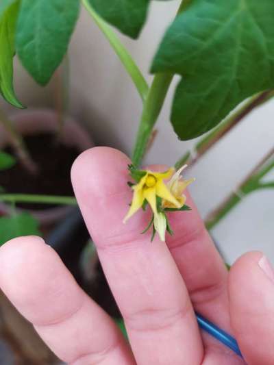 Flor fechada por dentro | Comunidade | Plantix