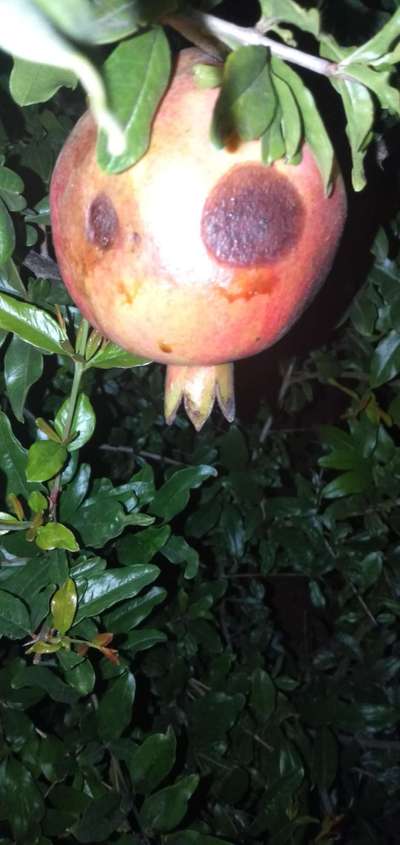 Danimma thotalo kayala rasam pilustunai nivarana cheppandi | సంఘం ...