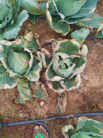 Tell me the problem and solution for this.. | Community | Plantix