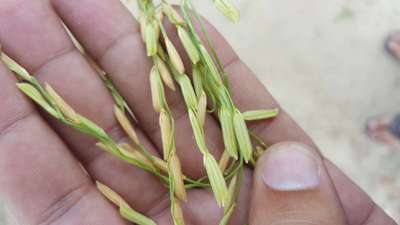Why rice spikelet empty? Rice transplant on 7.7.19 = age aprox 80 days ...