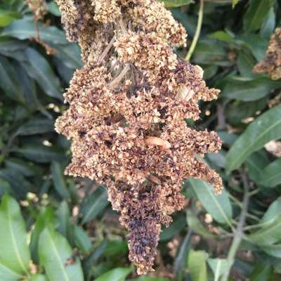 This type of problem affecting the mango trees | Community | Plantix