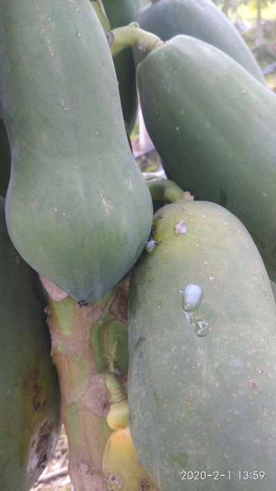 Latex ozzing out of grown up papaya fuits. Please advise. | Community ...