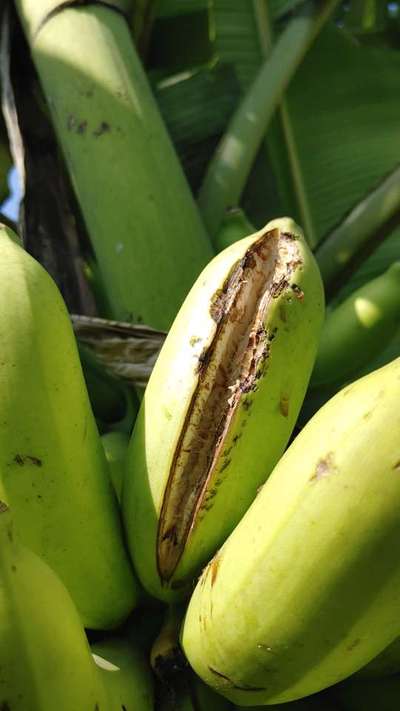 Is this a deficiency symptom? | Community | Plantix