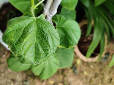 Curled Cucumber leaves, is it a disease or a deficiency? | Community ...