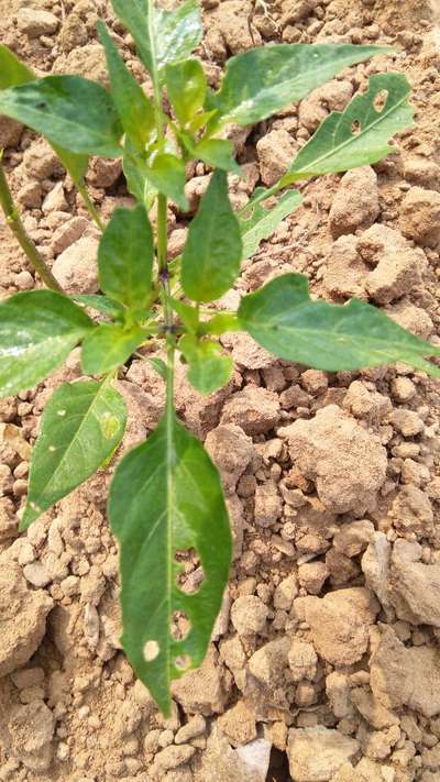 What is the treatment for the holes on chilli leaves...? | Community ...