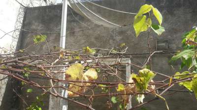 como é quando fazer a poda da videira? | Comunidade | Plantix