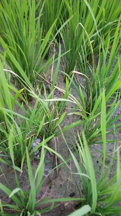 Jaisree.vari.akulu.arrabadi.akulu.chanipotunnavi.nivarana.telupandi ...