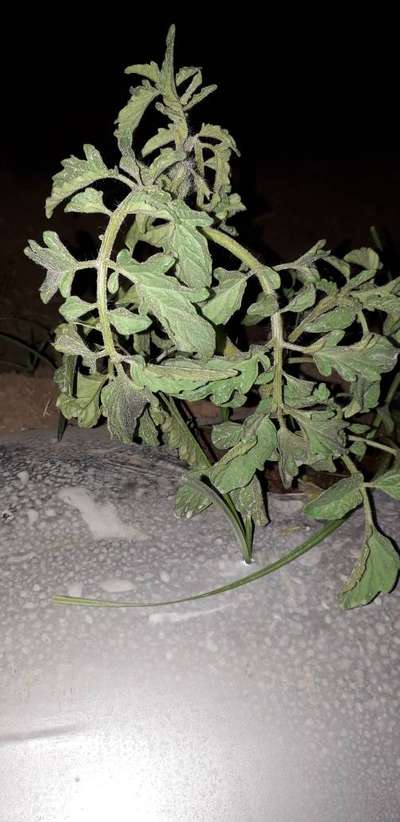 From last 2 days tomato plants leaf shrinking what to do? | Community ...