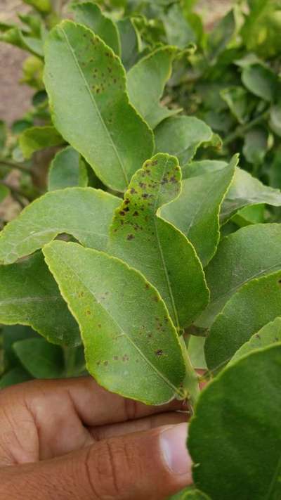 Esta toma corresponda a mancha grasienta?? | Comunidad | Plantix