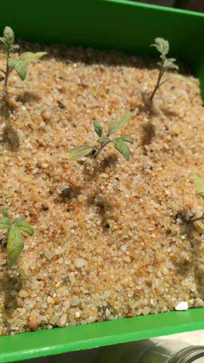 Stunted growth of tomato plants ... Pale yellow first leaves, with ...