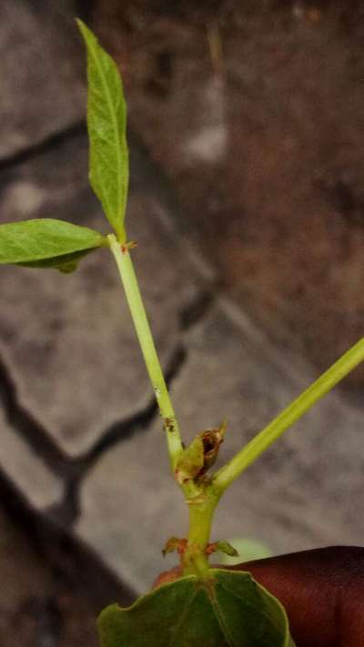 Bean plant attacked by insect attack | Community | Plantix