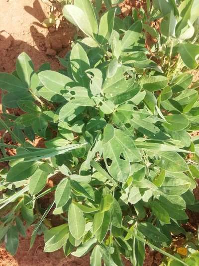 What is the pest in Groundnut ? | Community | Plantix