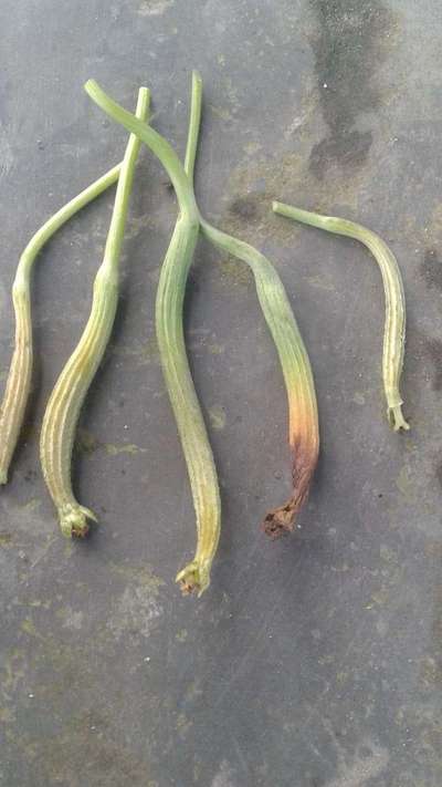 Kindly identify this disease in Ridge gourd | Community | Plantix