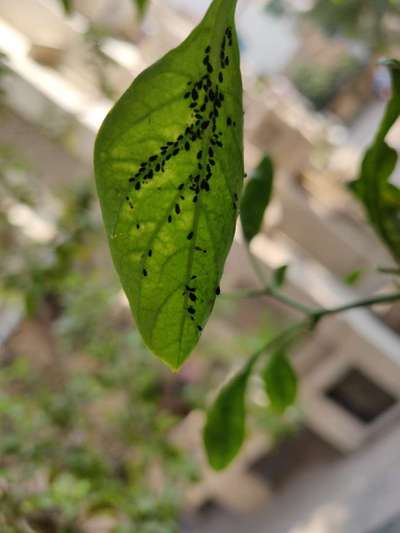 My chilly plant infested with black little insects on leaves and also ...
