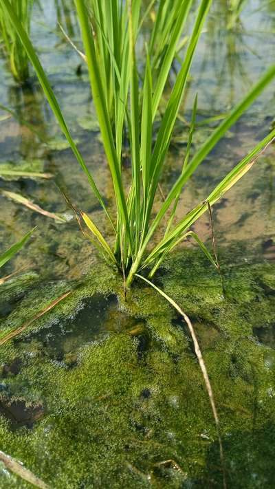 Vari panta vesi 15 days I endi kaani ippudey gottaalu start iyyaayi m ...