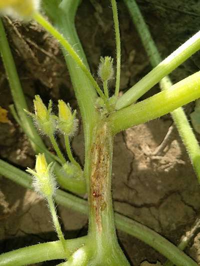 Cucumber stem is rotting | Community | Plantix