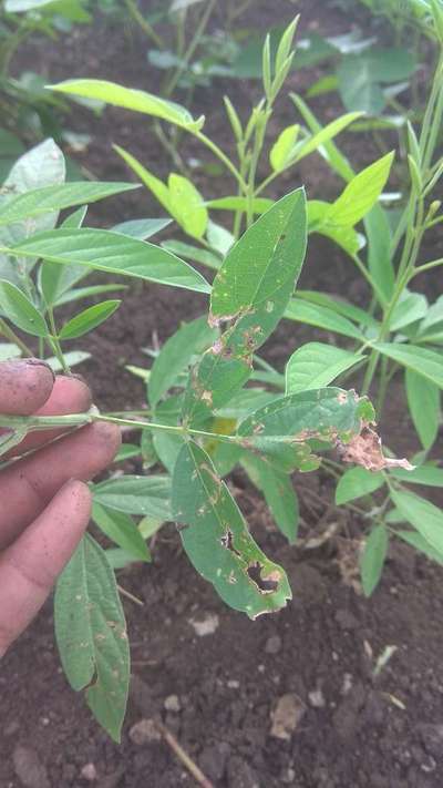 Which disease or pest is that | Community | Plantix