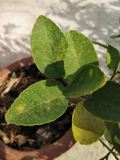 Please advice how to cure this disease in lemon plant. | Community ...