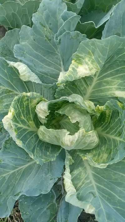 My cabbage inner leaves turning yellow | Community | Plantix