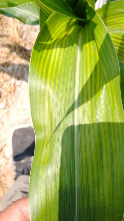 Cuál es esta deficiencia | Comunidad | Plantix