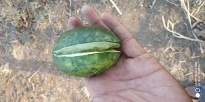 How to prevent cracks in watermelon... | Community | Plantix