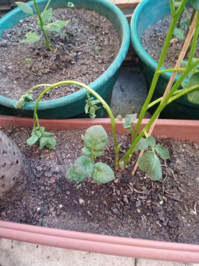 El tallo de mi papá se puso lacio | Comunidad | Plantix