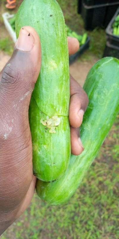 What is this? Is it a disease? What's the cause and possible remedies ...