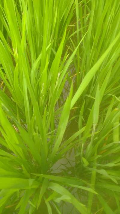 The main leaf turned into white color? | Community | Plantix