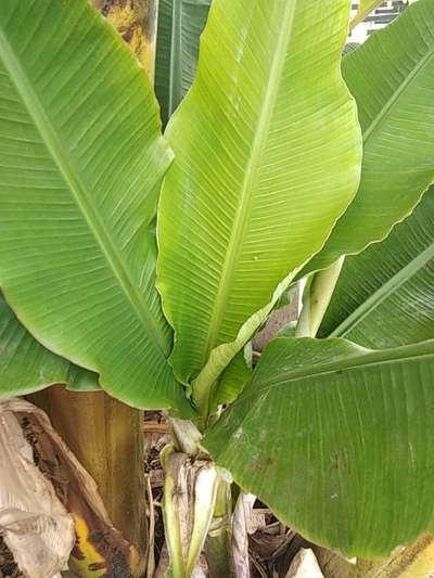 The banana leaf is different first one tree's coming this type and all ...