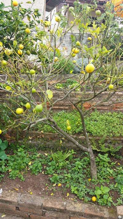 Caíram as folhas e os frutos do limão siciliano não desenvolveu, o que ...