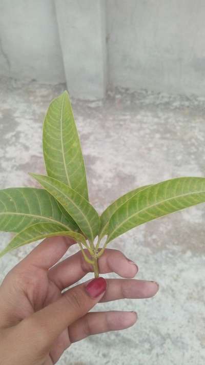 Can any one tell what deficiency is this | Community | Plantix