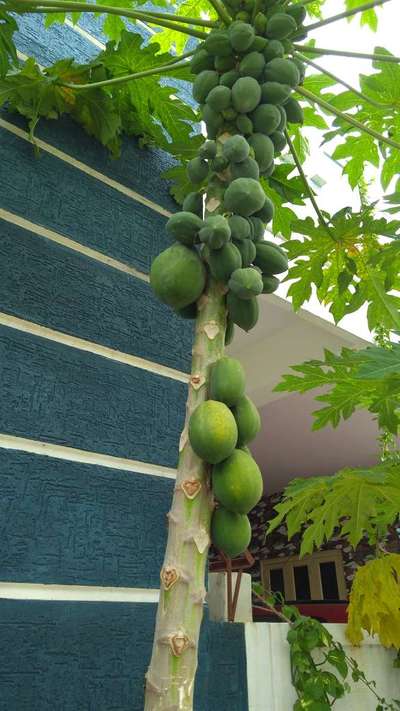 Why my papayas are not growing. The size is very small and some spots I ...