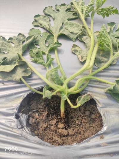 What happened to this watermelon plant? Is there any problem in root ...