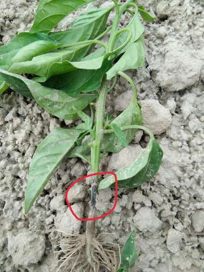 Hybrid Chilli Stem Problem | Community | Plantix