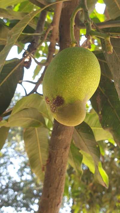 My unripe mango while being on the branches is getting brown, cracking ...