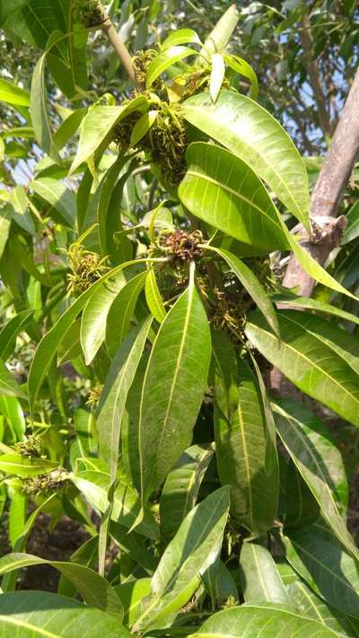 Asalu idhi emiti?? Is it a virus?? Or a disease?? | సంఘం | ప్లాంటిక్స్