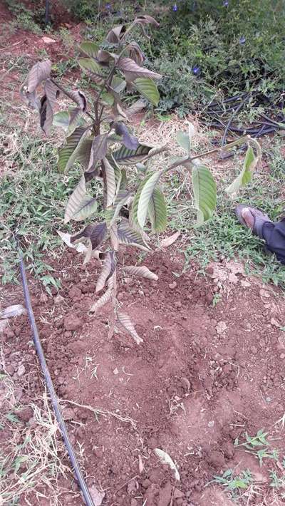 Friends neenu three days back ee jama chetlaku Urea+neem oil kodhiga ...