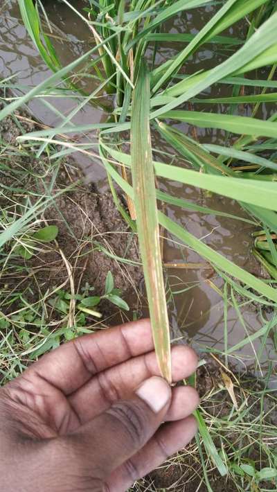 Rice field with infestation | Community | Plantix