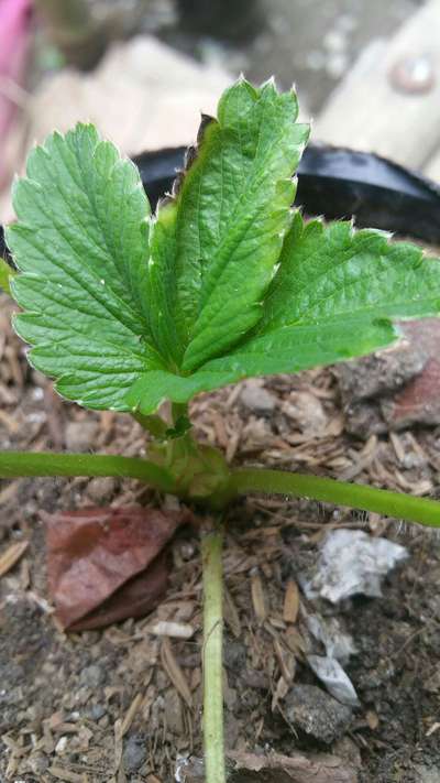 What happened to my strawberry plant? | Community | Plantix