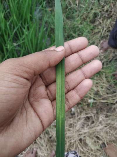 Is whorl maggot effecting field?? | Community | Plantix
