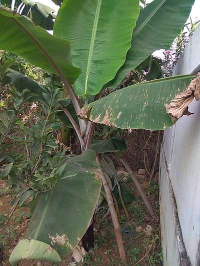 ma intlo arati mokkalaku thegulu pattindi.akulu photo lo chupincina ...