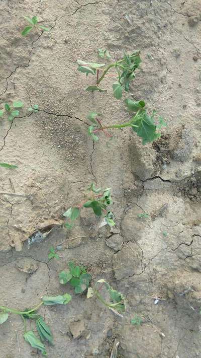 Cotton plants getting died even it has sufficient moisture in earth ...